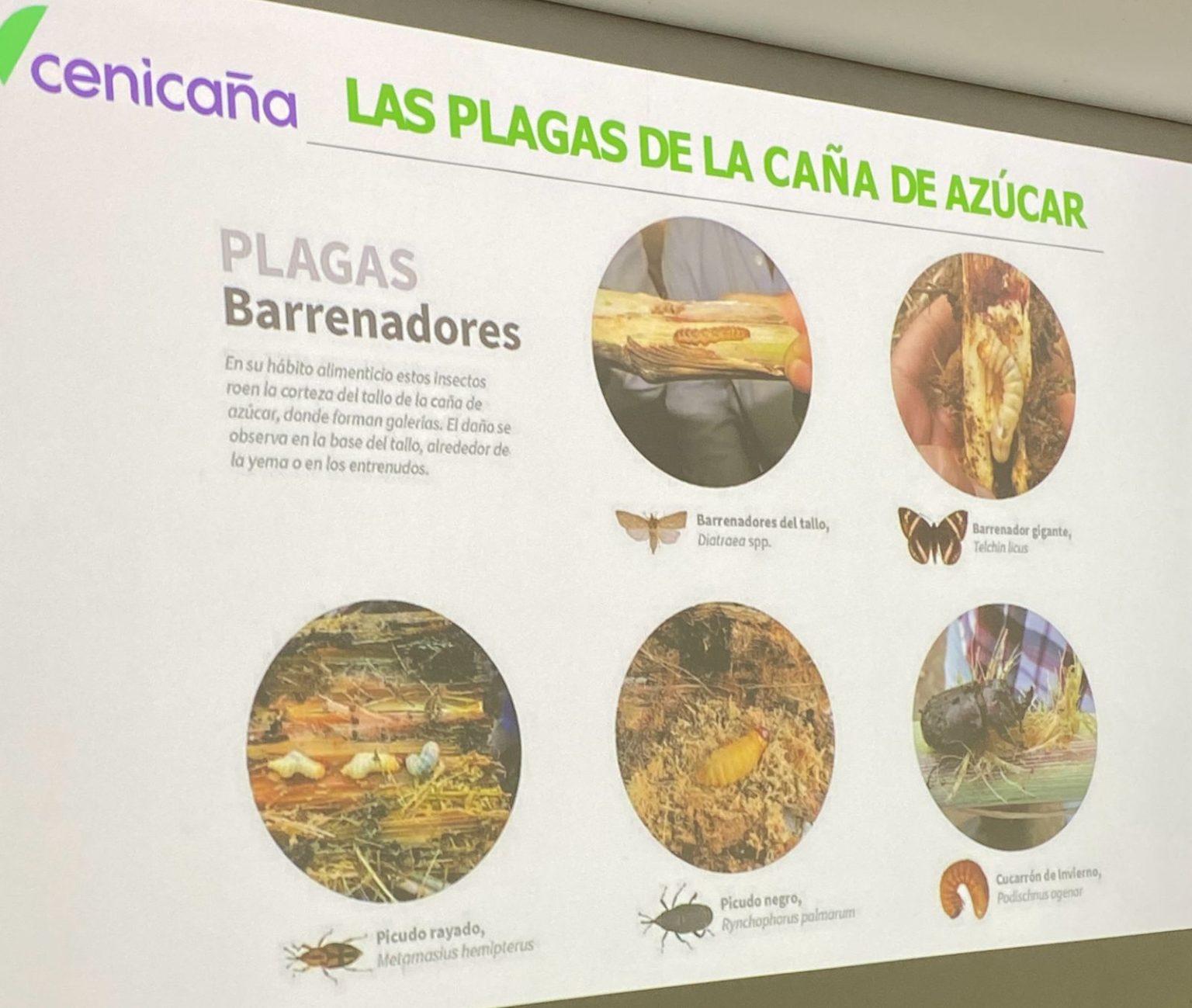 Conectando ciencia-agroindustria, 21 al 25 de julio de 2025 – Cenicaña